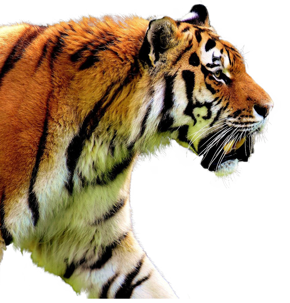 Tigers